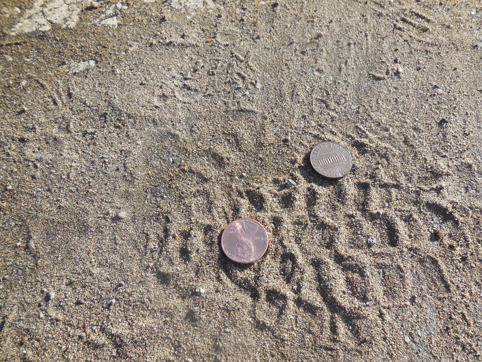 Week 1 Results for the 52 Week Save Money Challenge - SavingAdvice.com Blog